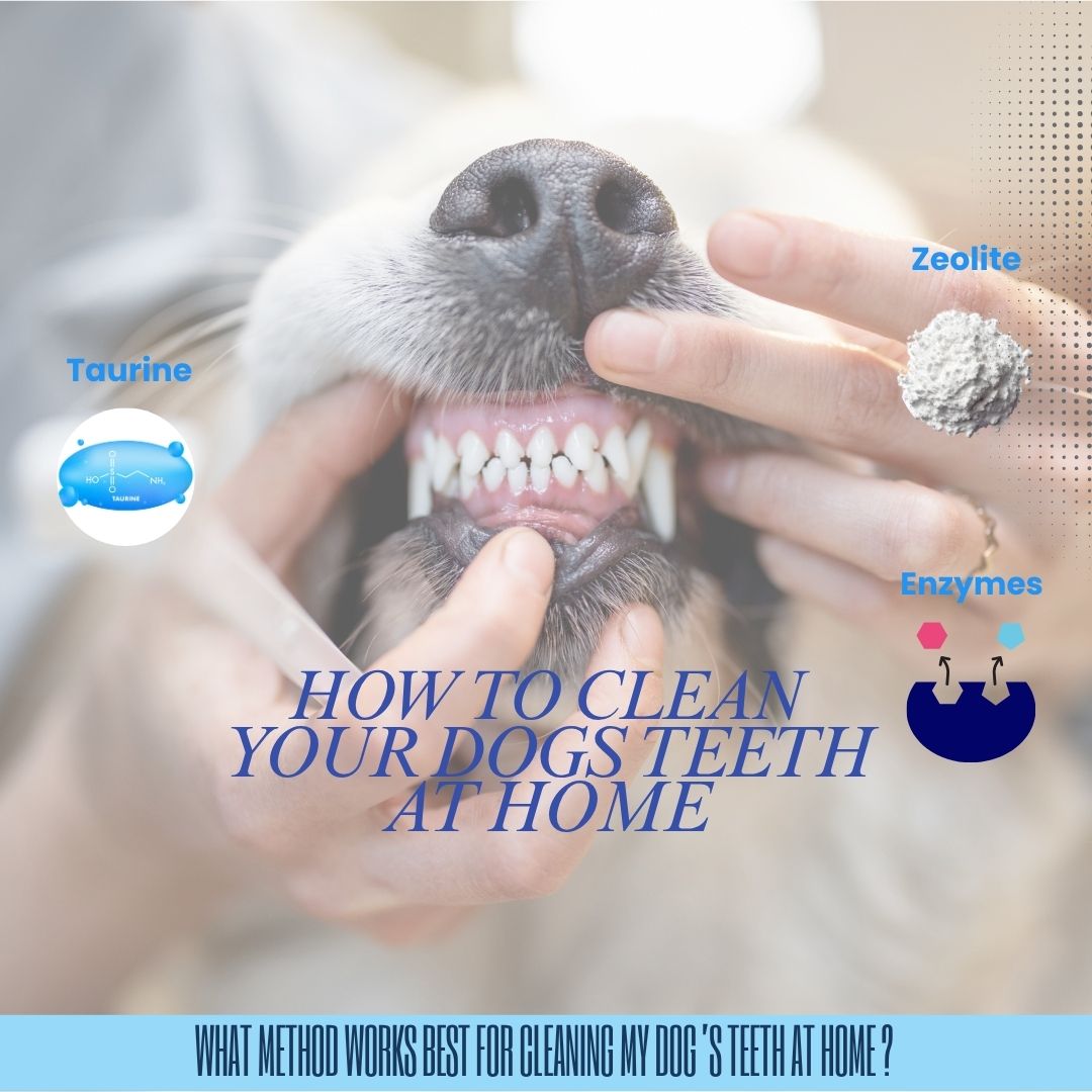 dog tooth decay home remedy
