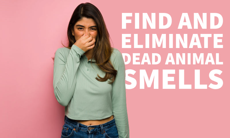 Find dead animal smell in walls – Nature's Pure Edge