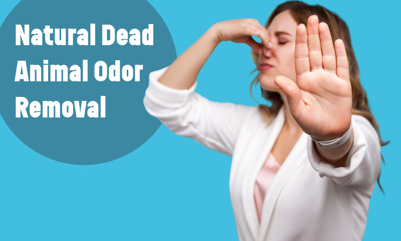 Natural vs. Chemical Solutions for Eliminating Dead Animal Odors ...