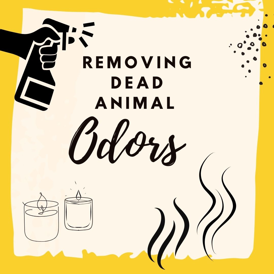 Removing Dead Animal Odors – Nature's Pure Edge